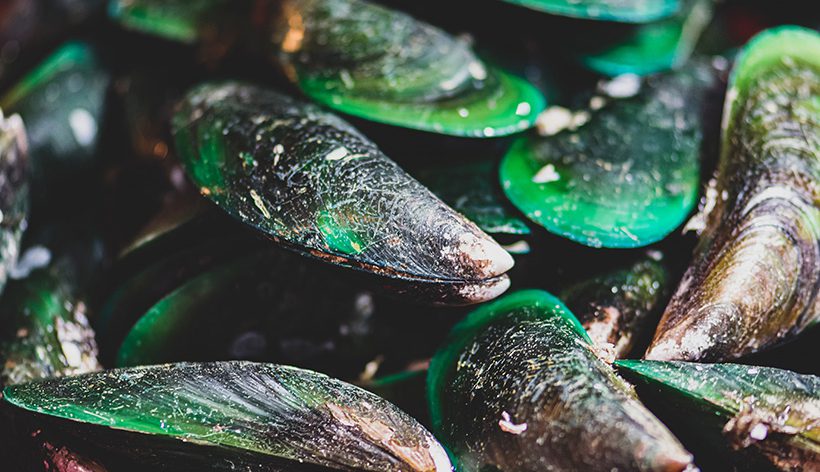 Green-Lipped Mussel Extract Benefits - Family Health Diary