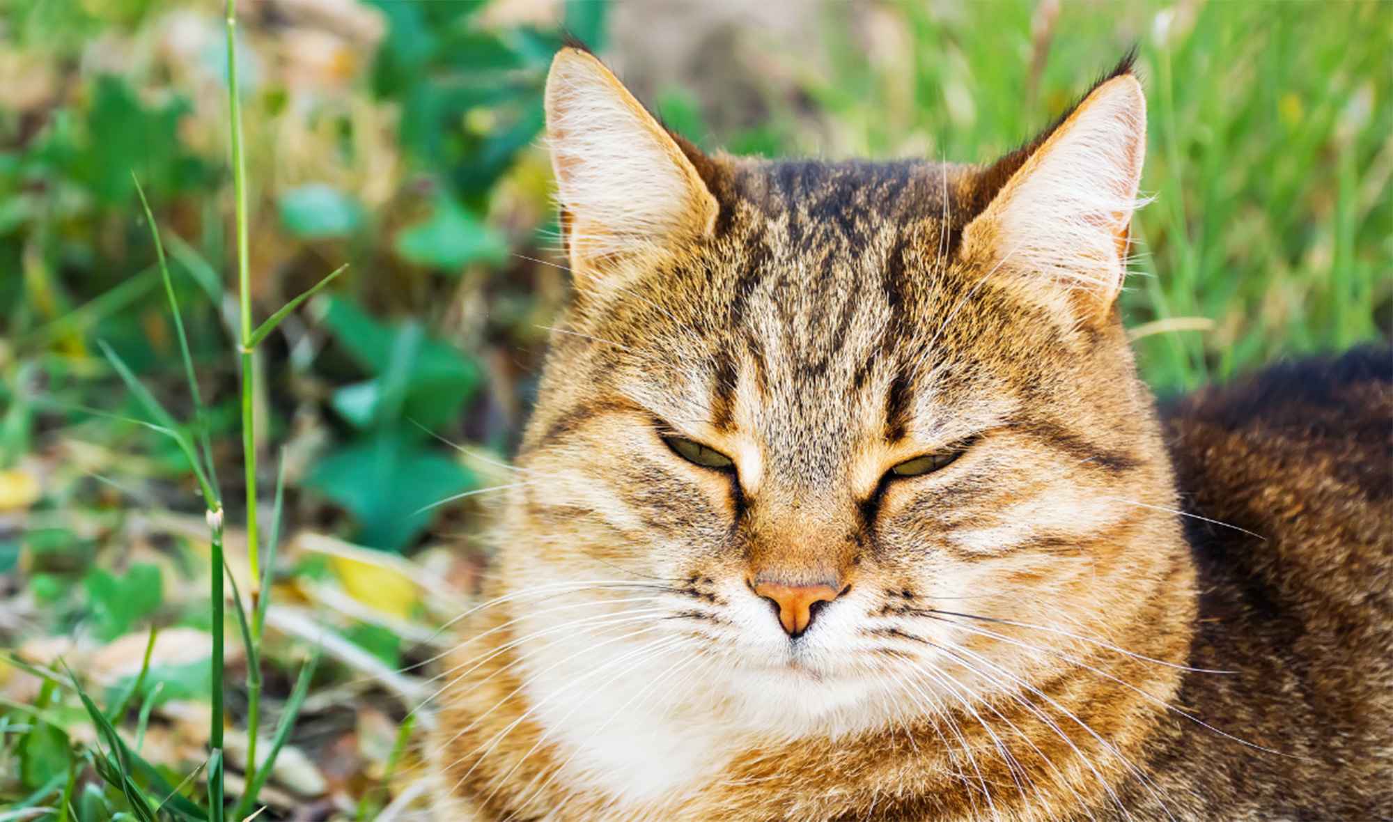 How to Help Your Scaredy Cat | Family Health Diary