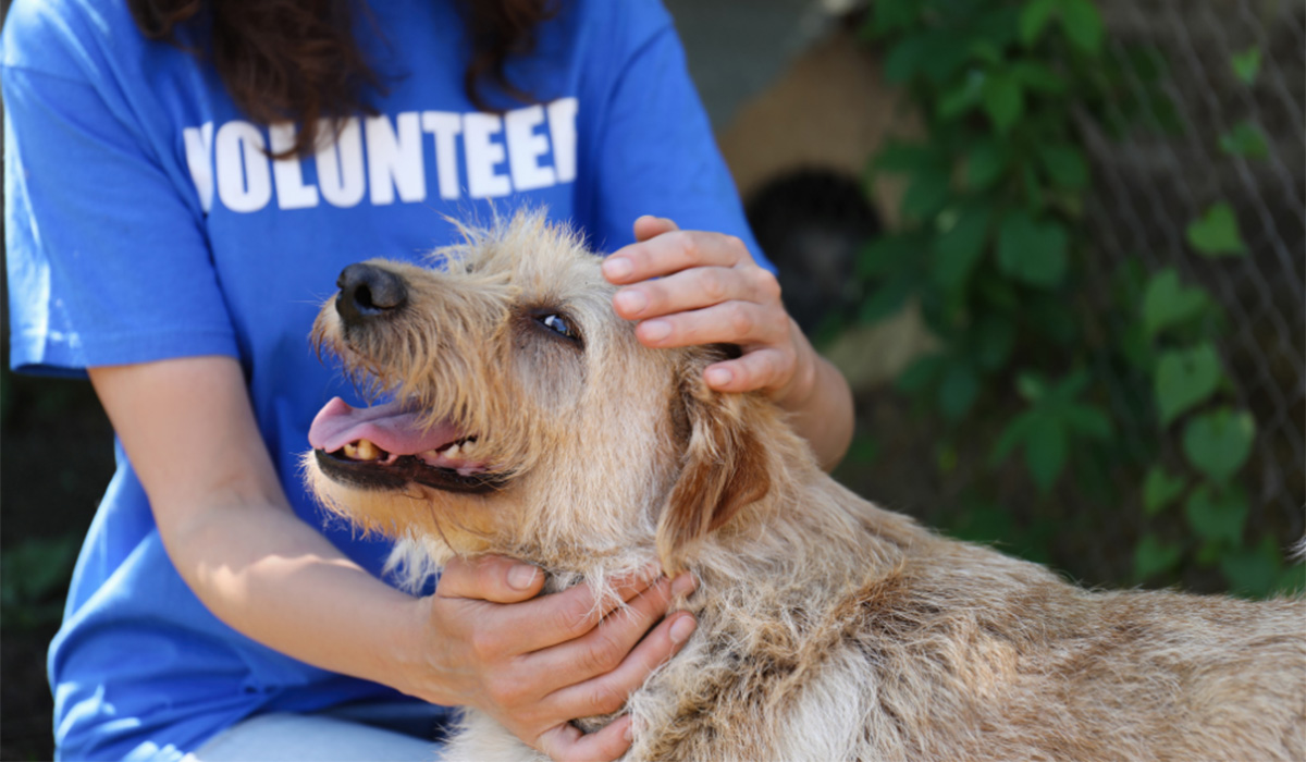 How To Decide On A Rescue Pet | Family Health Diary