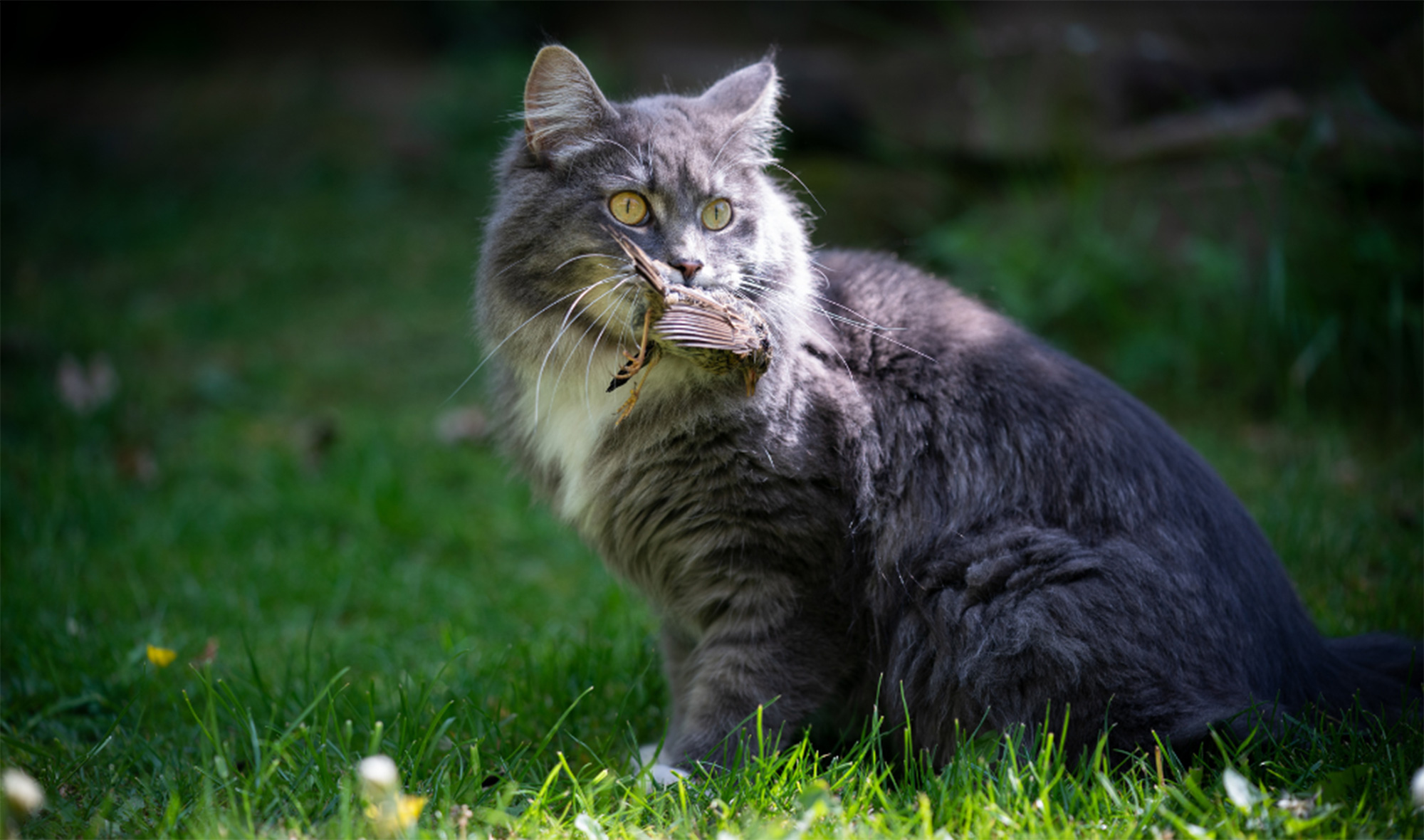 Should Your Cat Live Indoors? | Family Health Diary