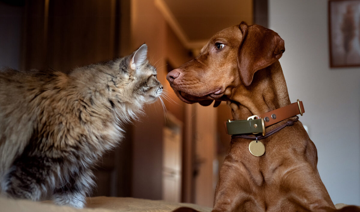 How To Introduce New Pets To Each Other | Family Health Diary