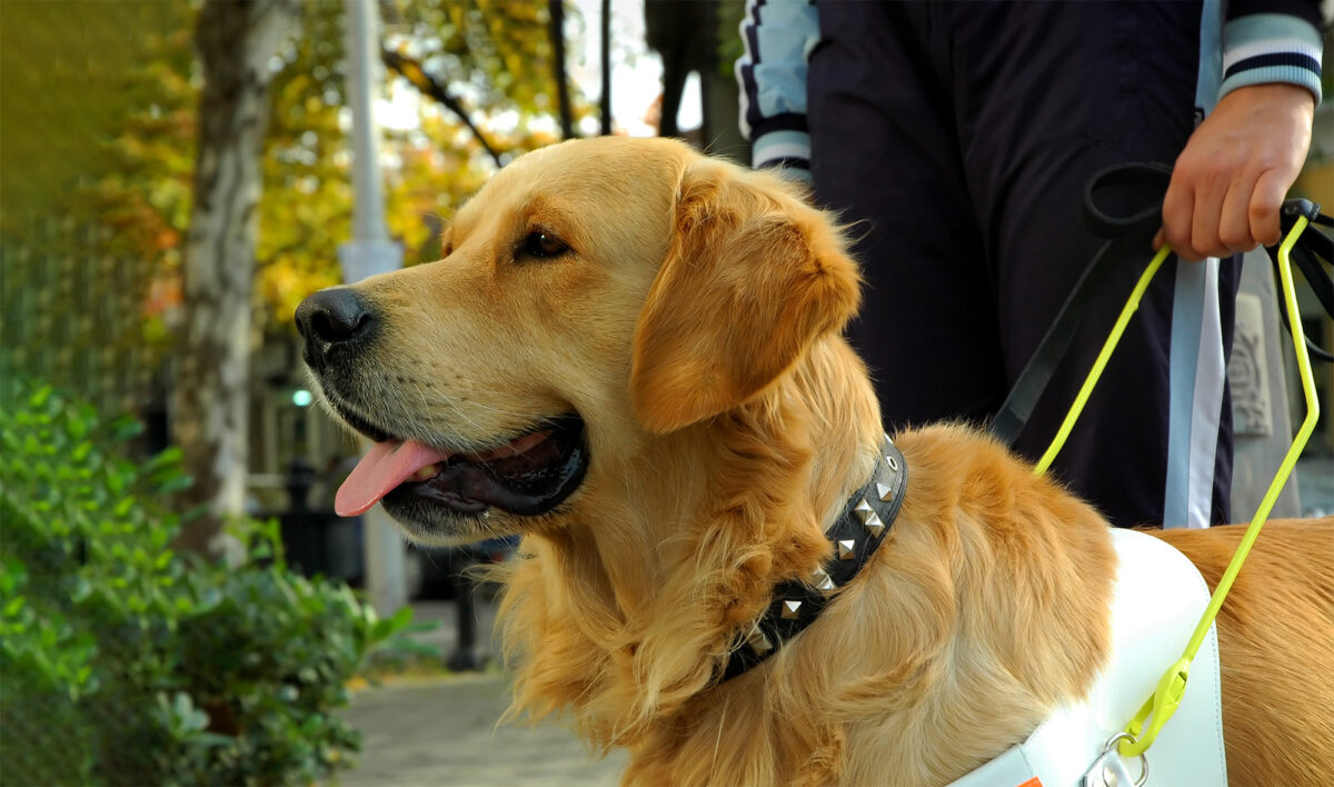 Mobility Dogs | Family Health Diary