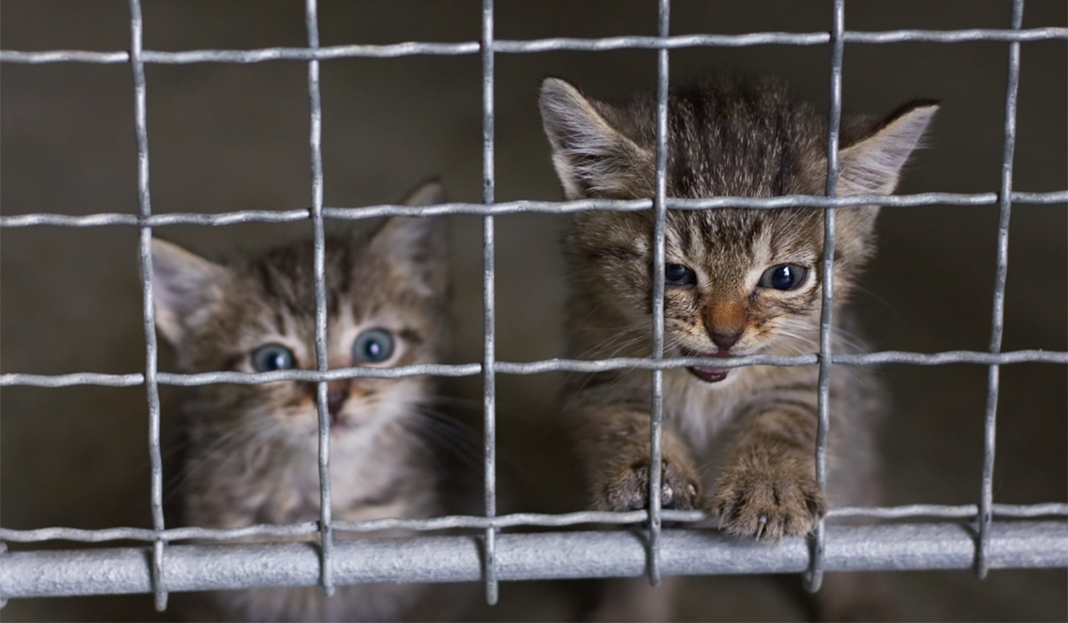 How To Decide On A Rescue Pet | Family Health Diary