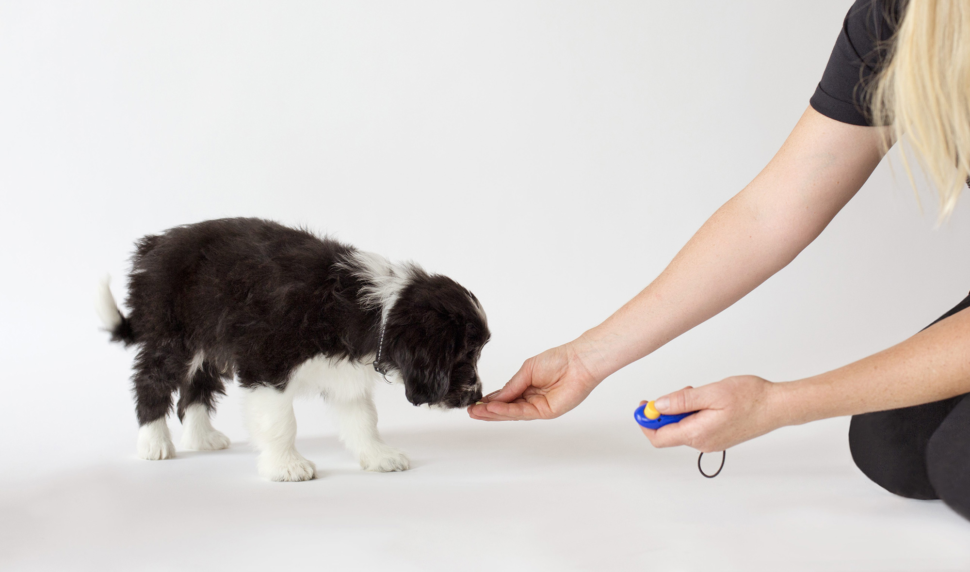 How to Feel More Confident When Training Your Pup or Dog | Family ...